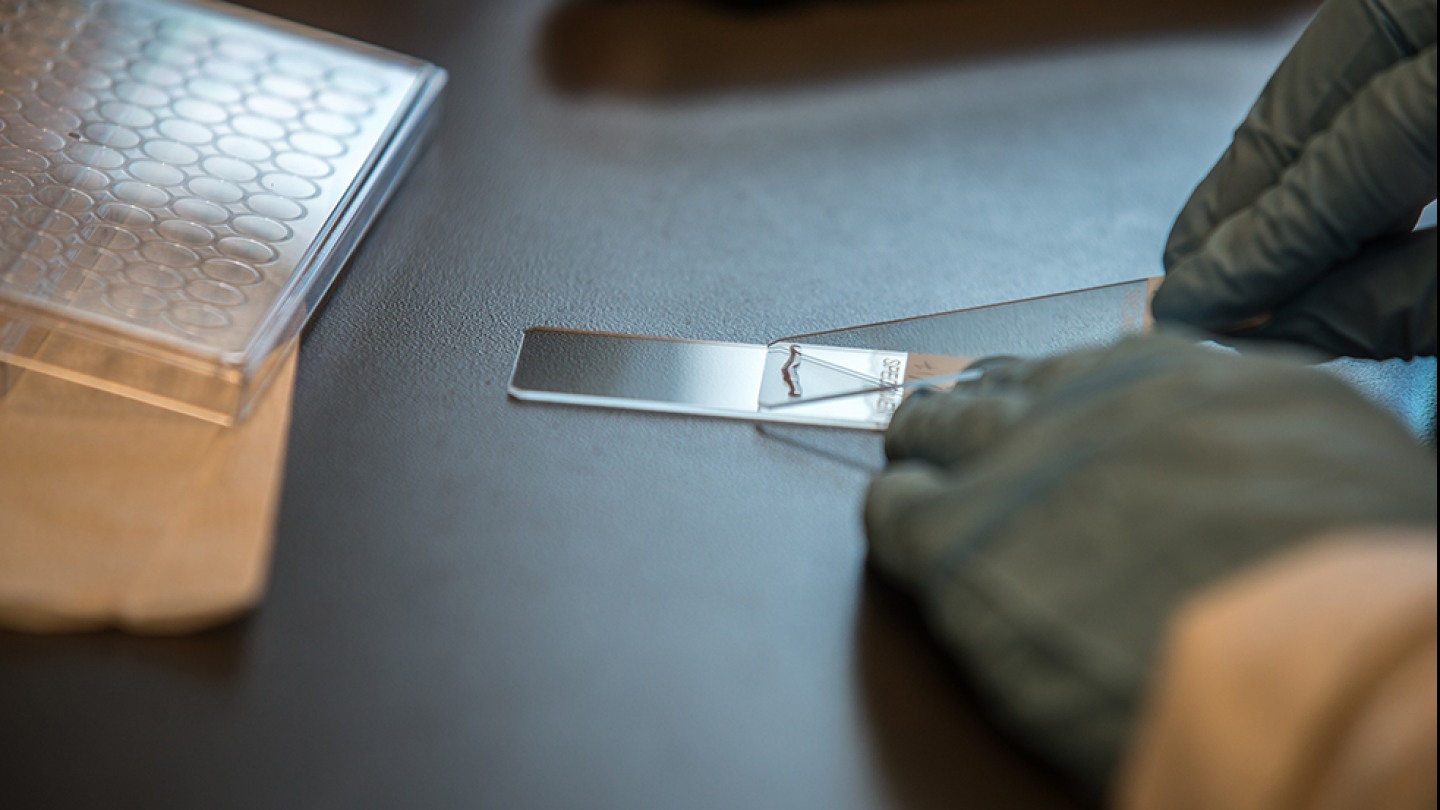 Doing Research at Brown | The Warren Alpert Medical School of Brown ...